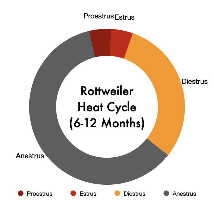 Understanding Your Rottweiler's Heat Cycle